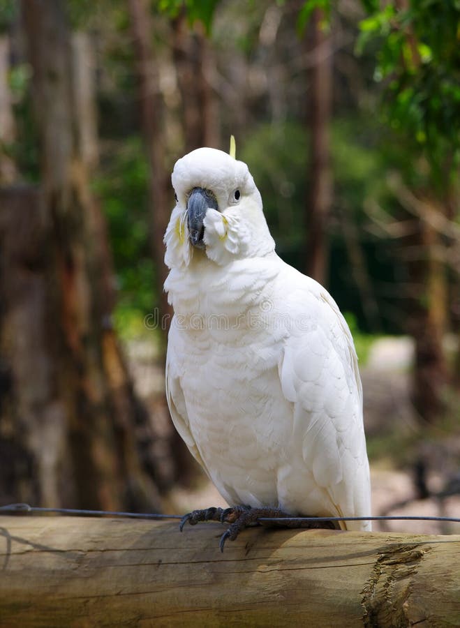 Cockatoo stock image. Image of native, rainforest, green - 27991199
