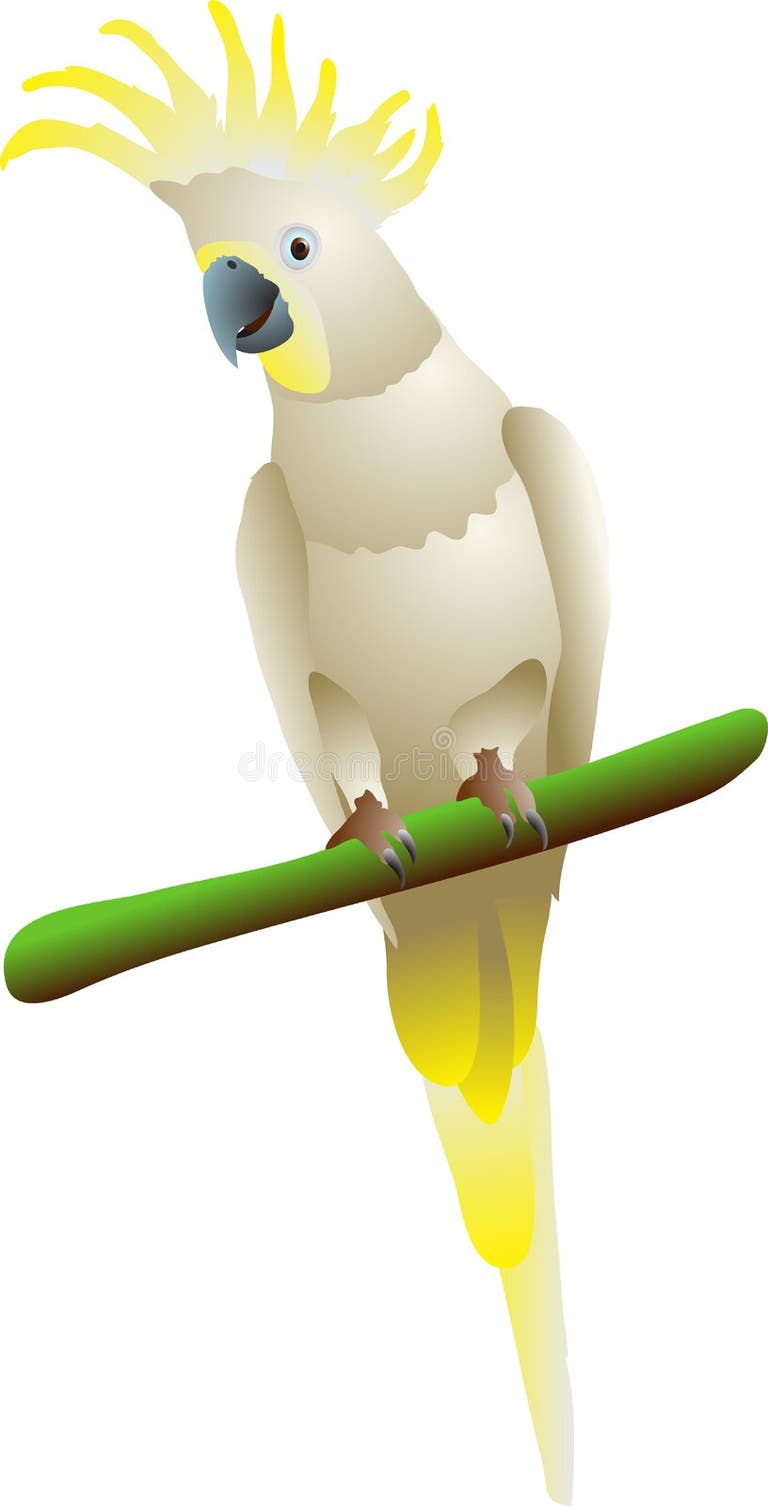 Isolated Cockatoo Stock Illustrations – 12,288 Isolated Cockatoo Stock ...