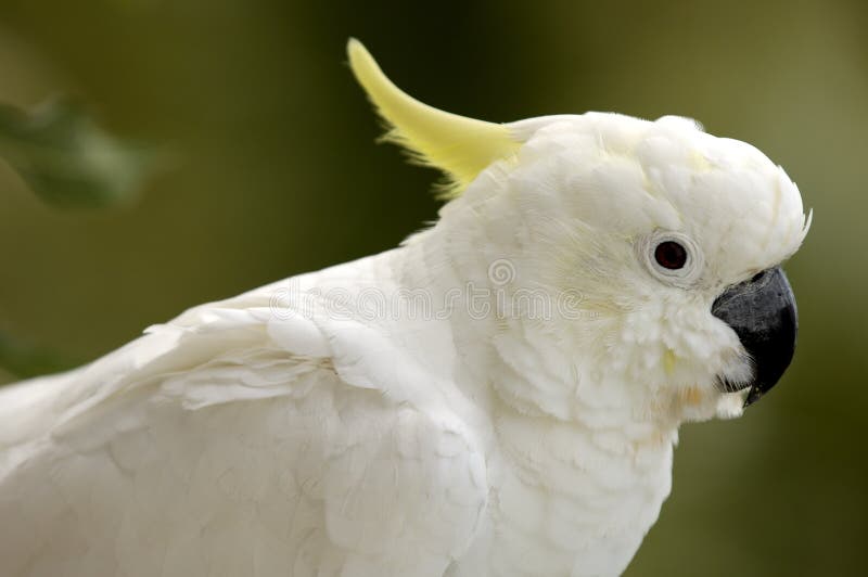 Cockatoo stock image. Image of wildlife, environment, wild - 487617