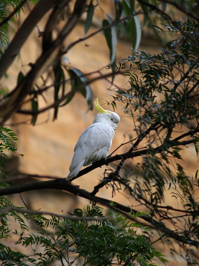 Cockatoo stock photo. Image of bird, green, cockatoo, tree - 5750558