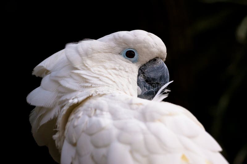 Man with pet cockatoo stock photo. Image of male, nature - 2365808
