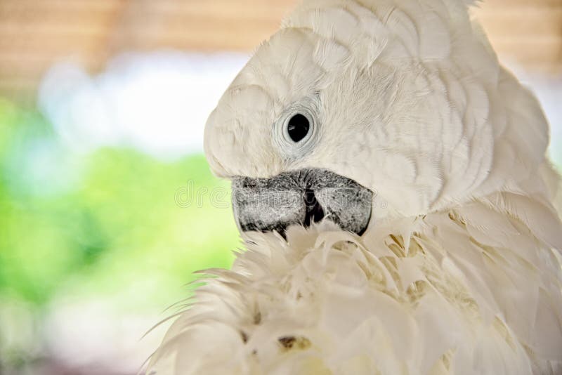 Cockatoo : Close up stock photo. Image of light, sunlight - 104151406