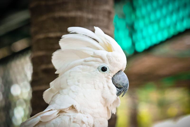 Cockatoo is cute pet stock photo. Image of crest, galerita - 148911180