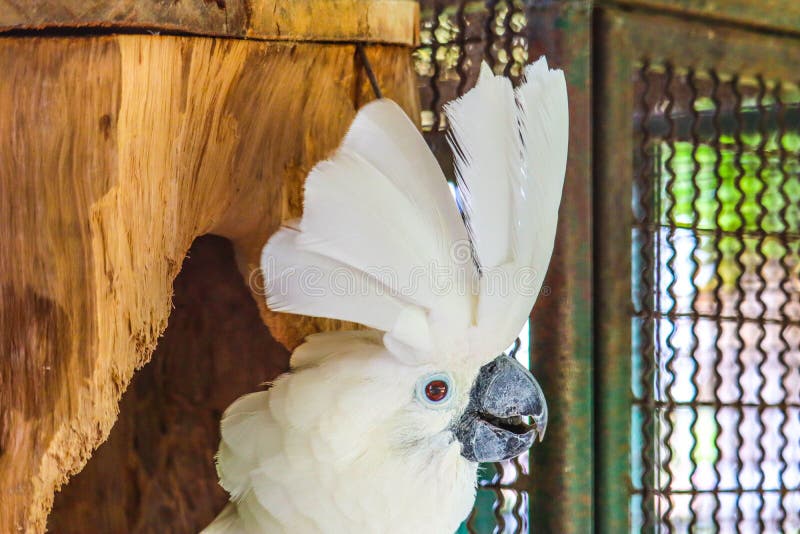 Cockatoo is cute pet stock photo. Image of lovebird - 149877718