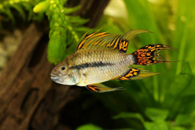 Cockatoo Dwarf Cichlid Apistogramma Cacatuoides Aquarium Fish Stock ...