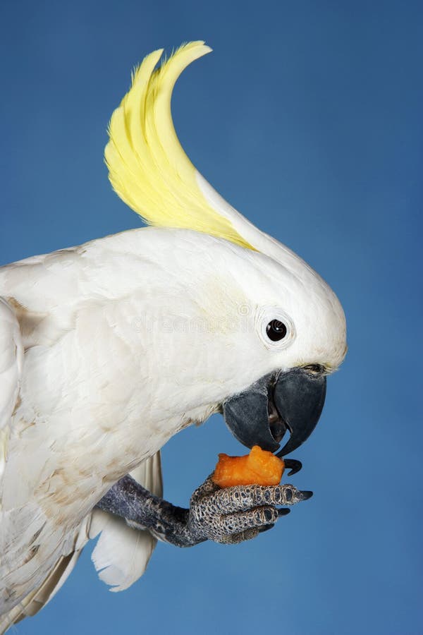Blue Cockatoo Rio