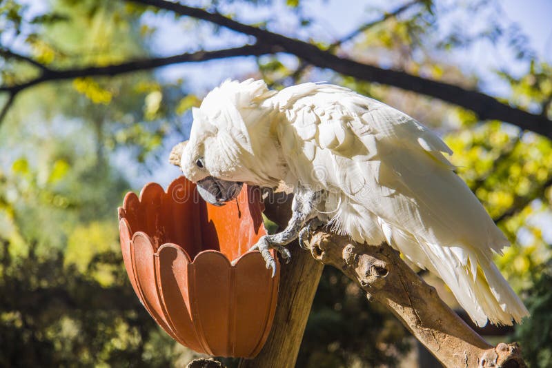 Cockatoo eating stock image. Image of bird, park, avian - 45411383