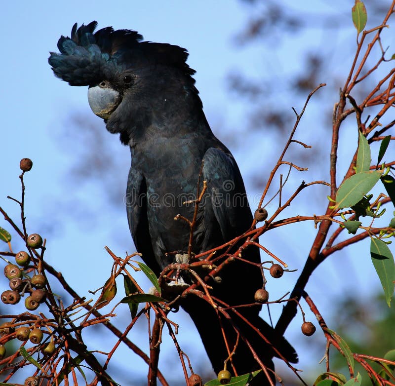 Cockatoo Nero Dalla Coda Rossa in Australia Fotografia Stock - Immagine ...