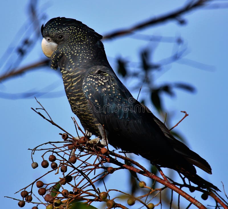 Cockatoo Nero Dalla Coda Rossa in Australia Fotografia Stock - Immagine ...