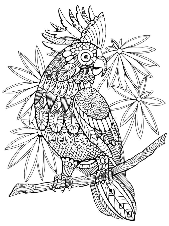 Cockatoo Parrot Coloring Book For Adults Vector Stock Vector Illustration Of Nature Design
