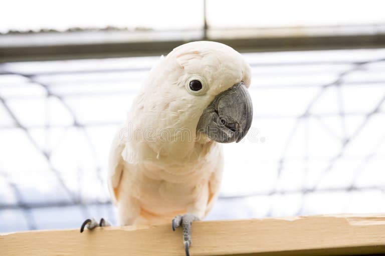 515 Kakadu Parrot Stock Photos - Free & Royalty-Free Stock Photos from ...