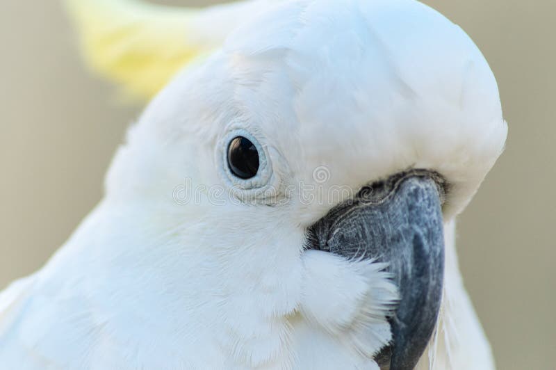 Cockatoo stock photo. Image of studio, beak, animals - 44036766