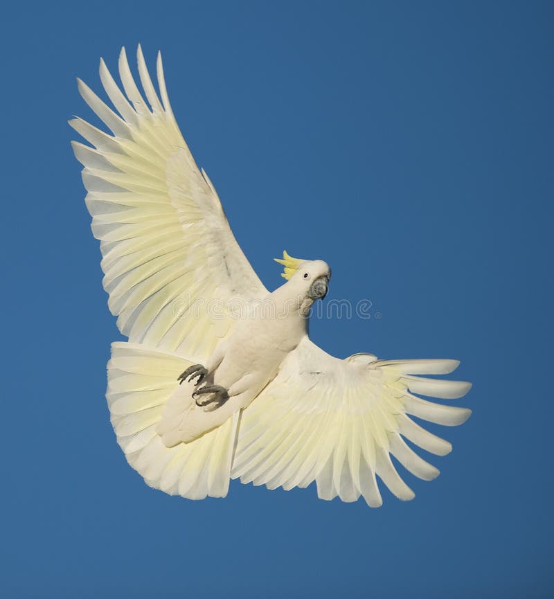 Cockatoo stock image. Image of cockatoo, wings, white - 62762833