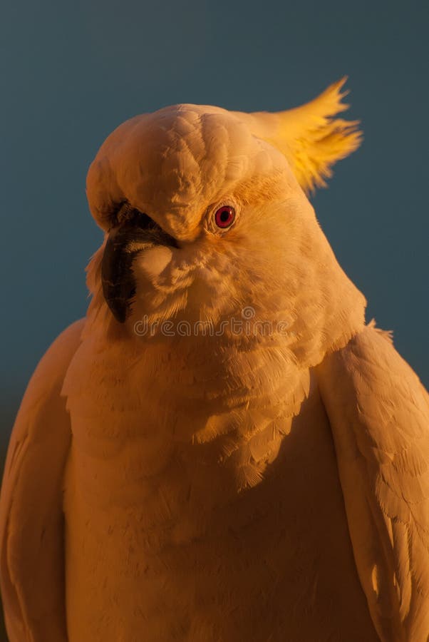 Cockatoo sunrise portrait stock photo. Image of sunset - 54278650