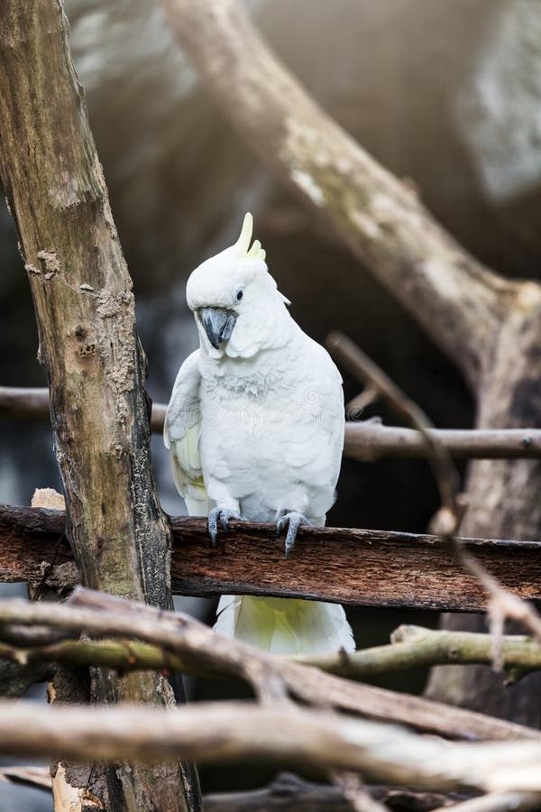 A Cockatoo on a Tree Branch Stock Image - Image of exotic, bird: 128618203