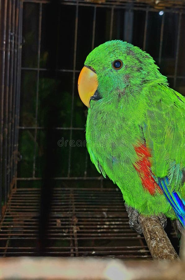 Cockatoo is a Type of Bird that Has Beautiful Feathers and a Quite Loud ...