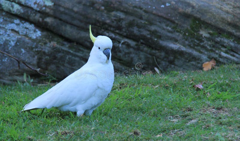 Cockatoo walking on grass stock image. Image of cocky - 78107705