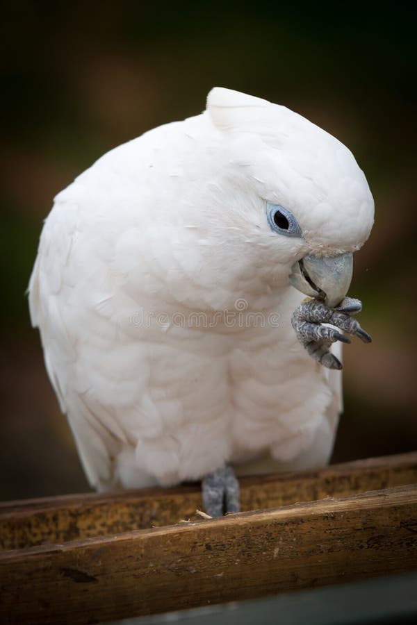 Cockatoo stock image. Image of nibbling, wildlife, parrot - 44165033