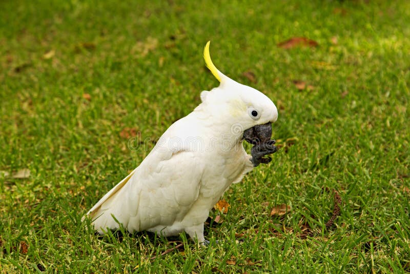 Cockatoo stock image. Image of parrot, tropical, fowl - 58923133