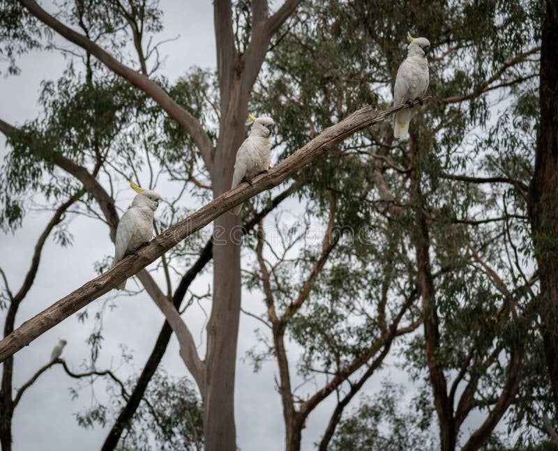 Cockatoos in a tree stock photo. Image of mammal, crested - 359709934