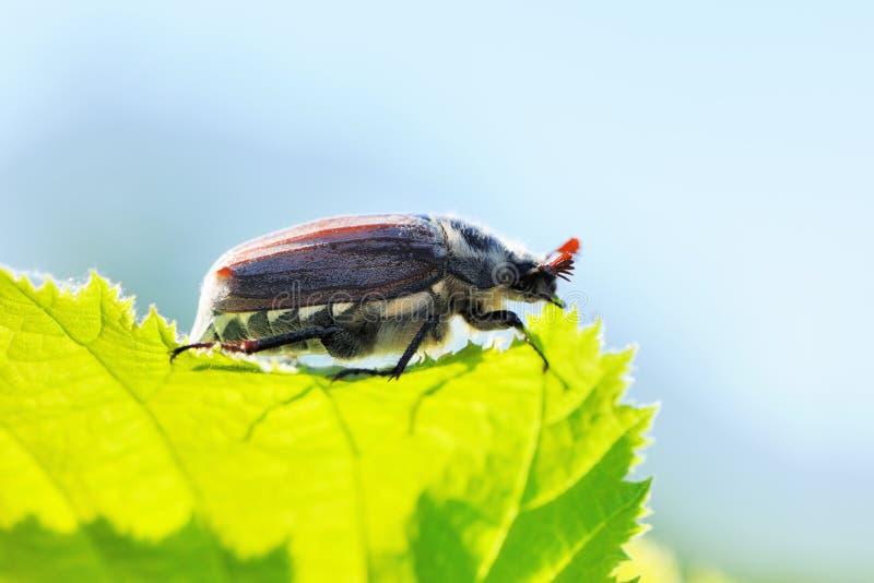 Cockchafer stock image. Image of leaf, closeup, cockchafer - 19928721