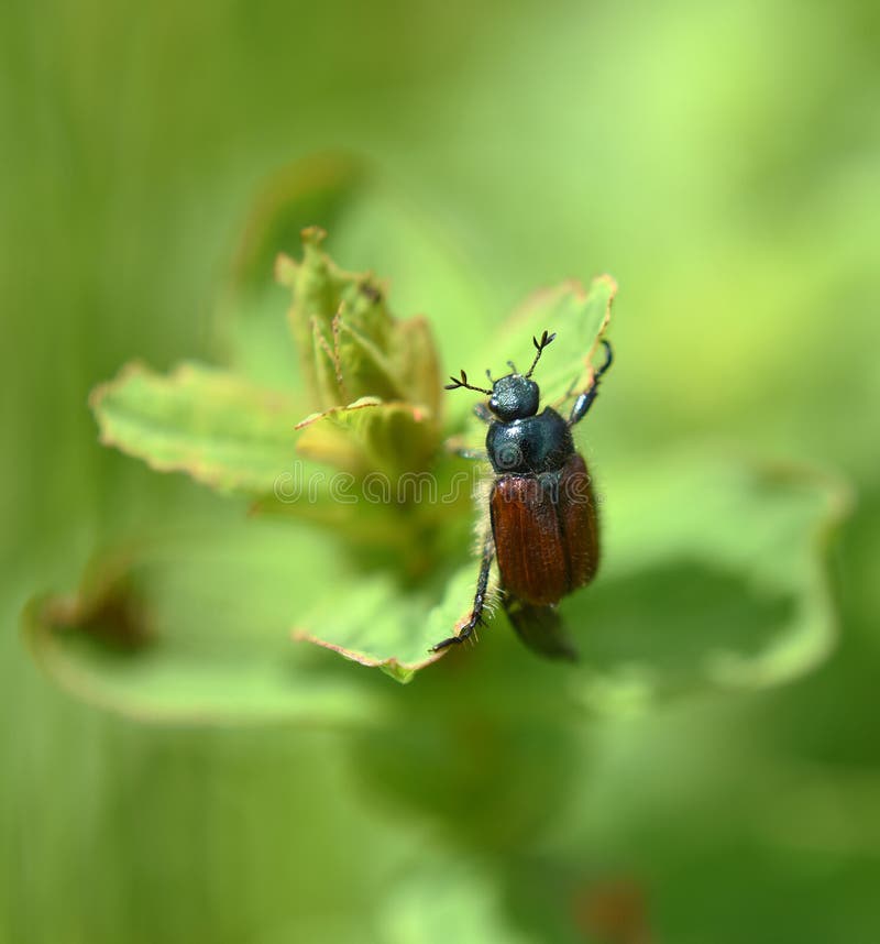 Dor Beetle or Spring Dor Beetle Trypocopris Vernalis Stock Image ...