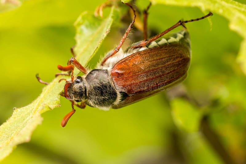 Cockchafer stock photo. Image of close, wings, legs, eyes - 54295254