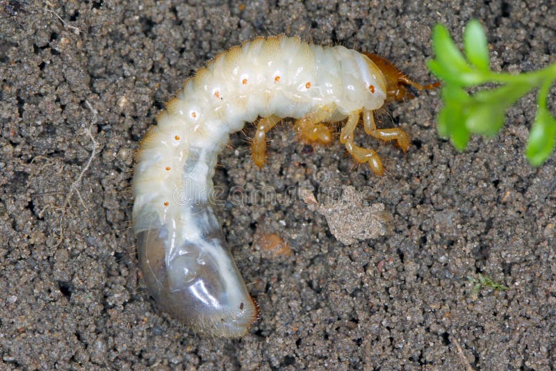 The Larva of the May Beetle Common Cockchafer or May Bug Melolontha ...