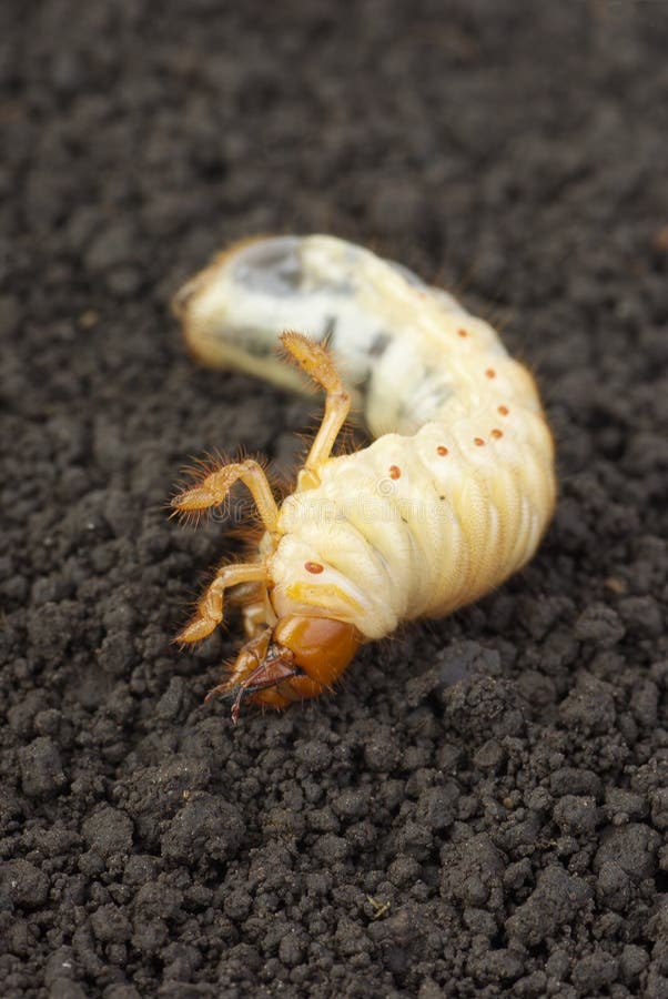 Cockchafer larva stock photo. Image of grub, hirsute - 24501700