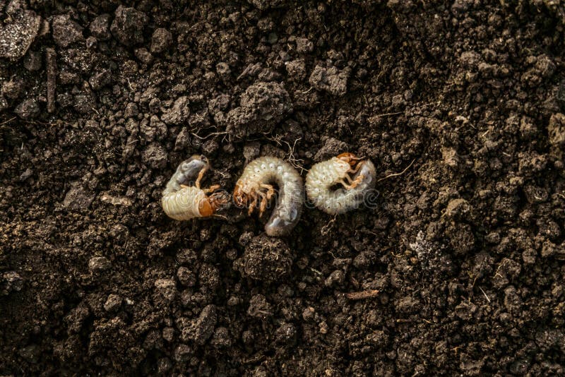 Cockchafer Beetle Larvae. Garden Larva Insect Pest Stock Image - Image ...