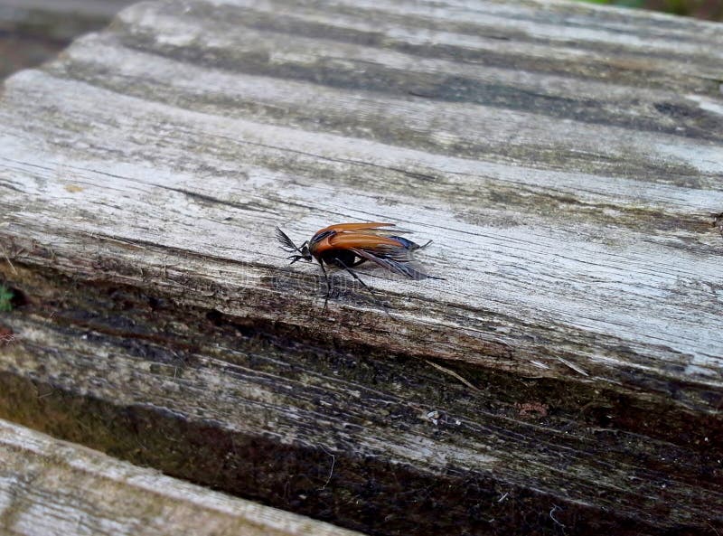 Cockchafer / May Bug on a Bench Stock Image - Image of beetle, wood ...