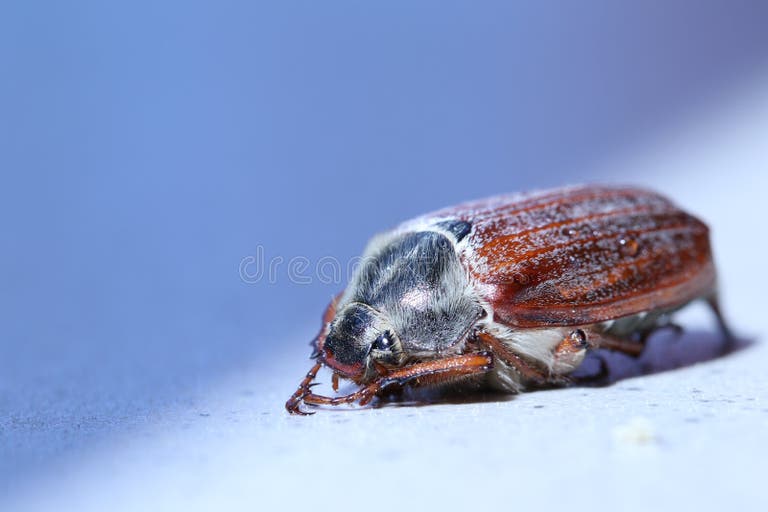 Cockchafer,maybug stock photo. Image of cockchafer, beetle - 94006098