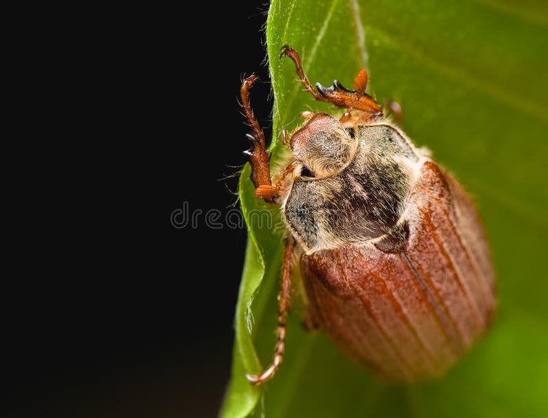 Cockchafer - Melolontha Melolontha Stock Image - Image of close, spring ...