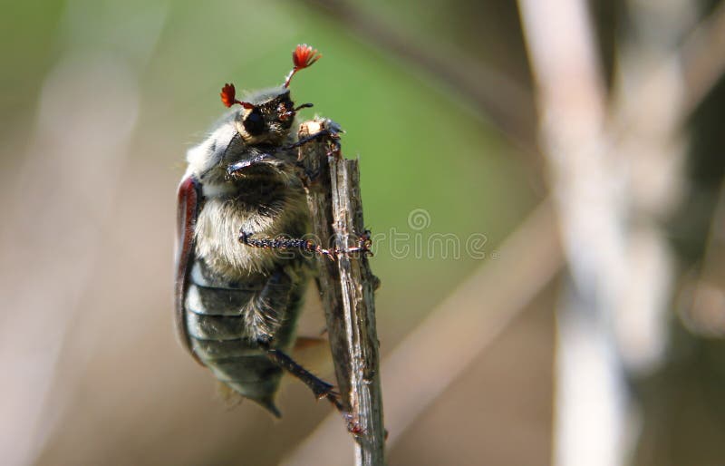 Cockchafer Melolontha Melolontha Stock Photo - Image of european ...