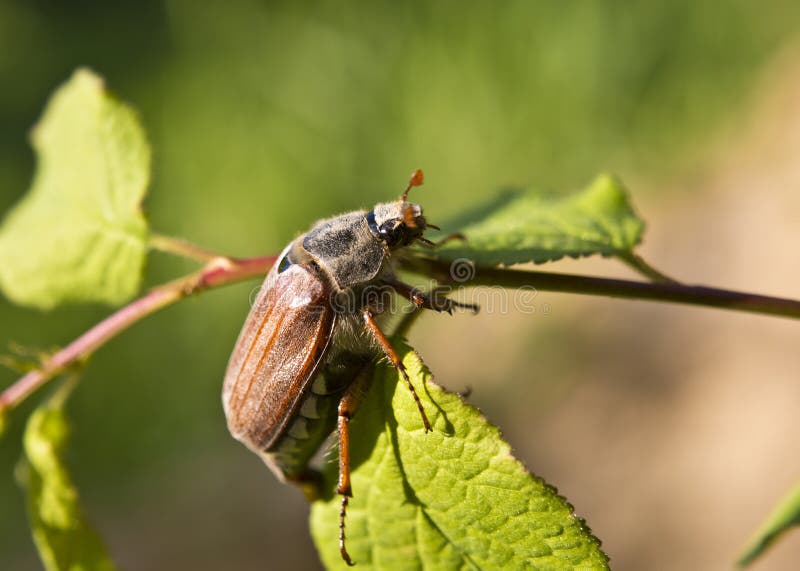 Cockchafer stock photo. Image of close, beetle, motion - 54295254