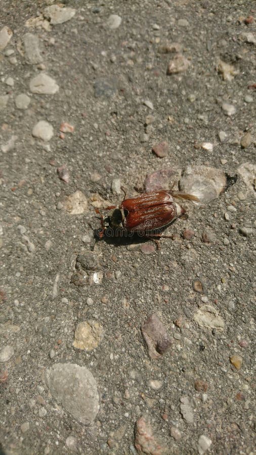 The cockchafer on street stock image. Image of grey, legs - 94530809