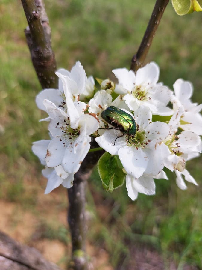 Cockchafer is on the White Apple Tree Flowers. May Bug, Beetle Stock ...