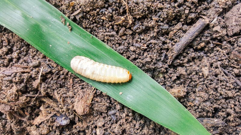Cockchafer, Worm Insect Life Stock Image - Image of hair, repugnant ...