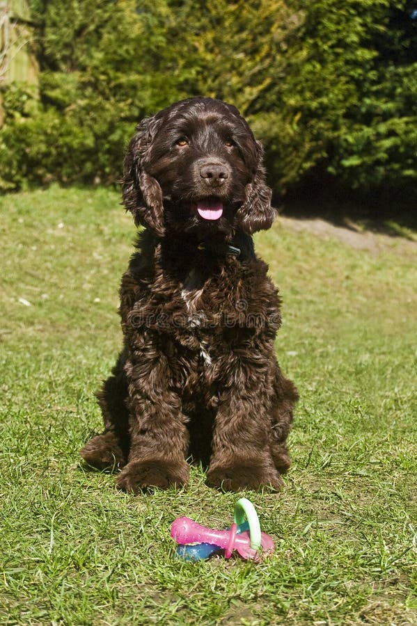 Chiot De Cocker De Chocolat Photo stock - Image du mignon, adorable ...
