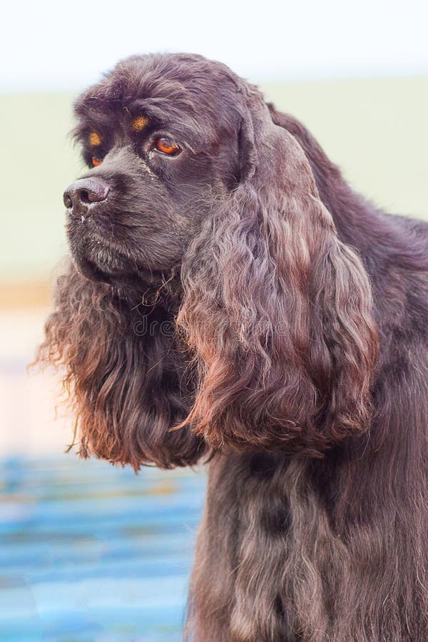 Cocker americano Spaniyel foto de stock. Imagem de cabelo - 97600636