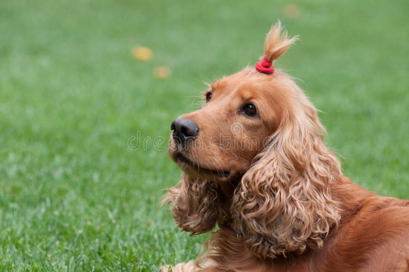 Cocker Avec La Coupe De Cheveux Drôle, Vue Horizontale Photo stock ...