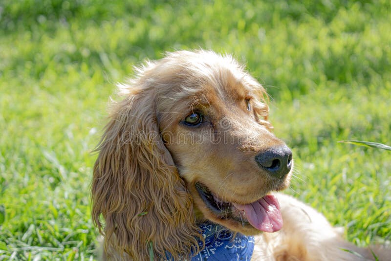 Cocker Beige Mignon Dans Le Parc Image stock - Image du mignon, jeune ...