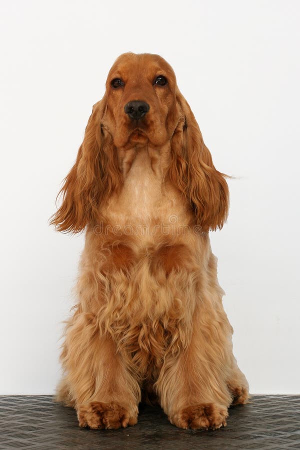 Whippet de pelo largo foto de archivo. Imagen de animales - 18615544