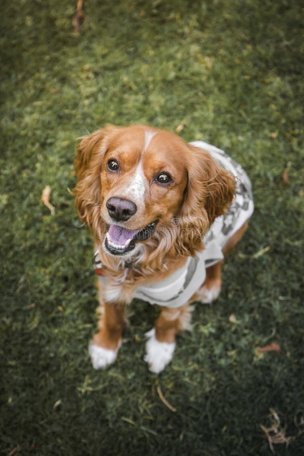 Cocker Dog Siting in the Grass Stock Photo - Image of horse, horses ...