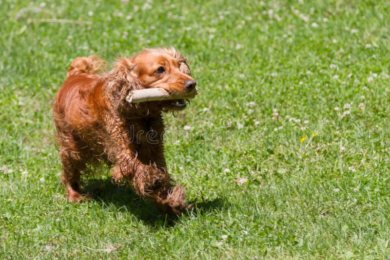 Cocker Spaniel Dans La Neige Tout En Chassant Photo stock - Image du ...