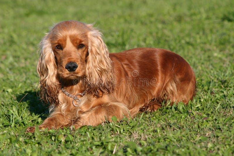 English cocker spaniel dog stock image. Image of family - 34637065