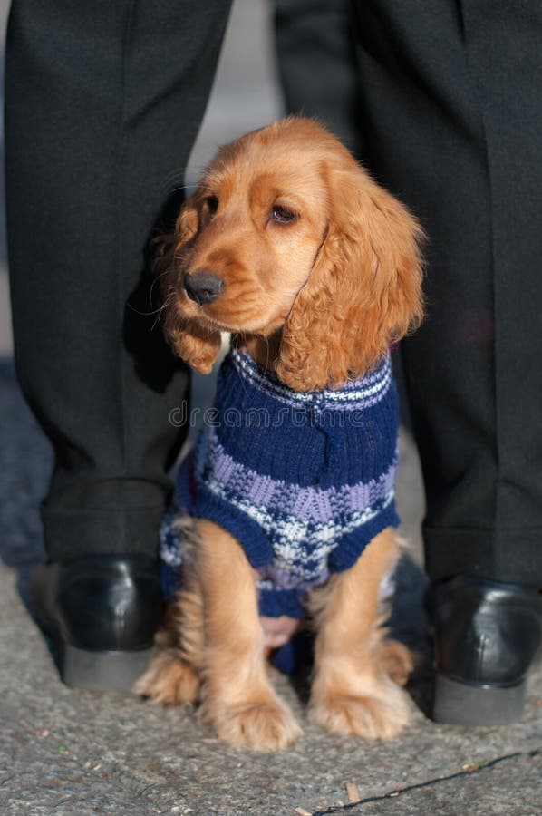 Cocker Greatcoats Sitting between the Legs of Master Stock Photo ...