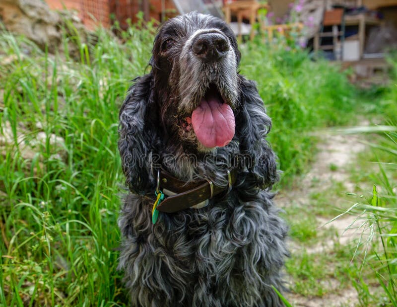 Cocker stock image. Image of friend, grey, spaniel, cocker - 116548181