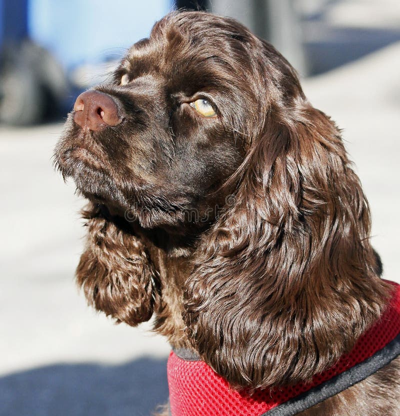 Cocker Spanial foto de stock. Imagem de coquetel, companheiro - 24373724