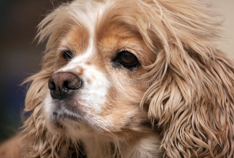 Cocker Spanie foto de archivo. Imagen de cierre, durmiendo - 51297948